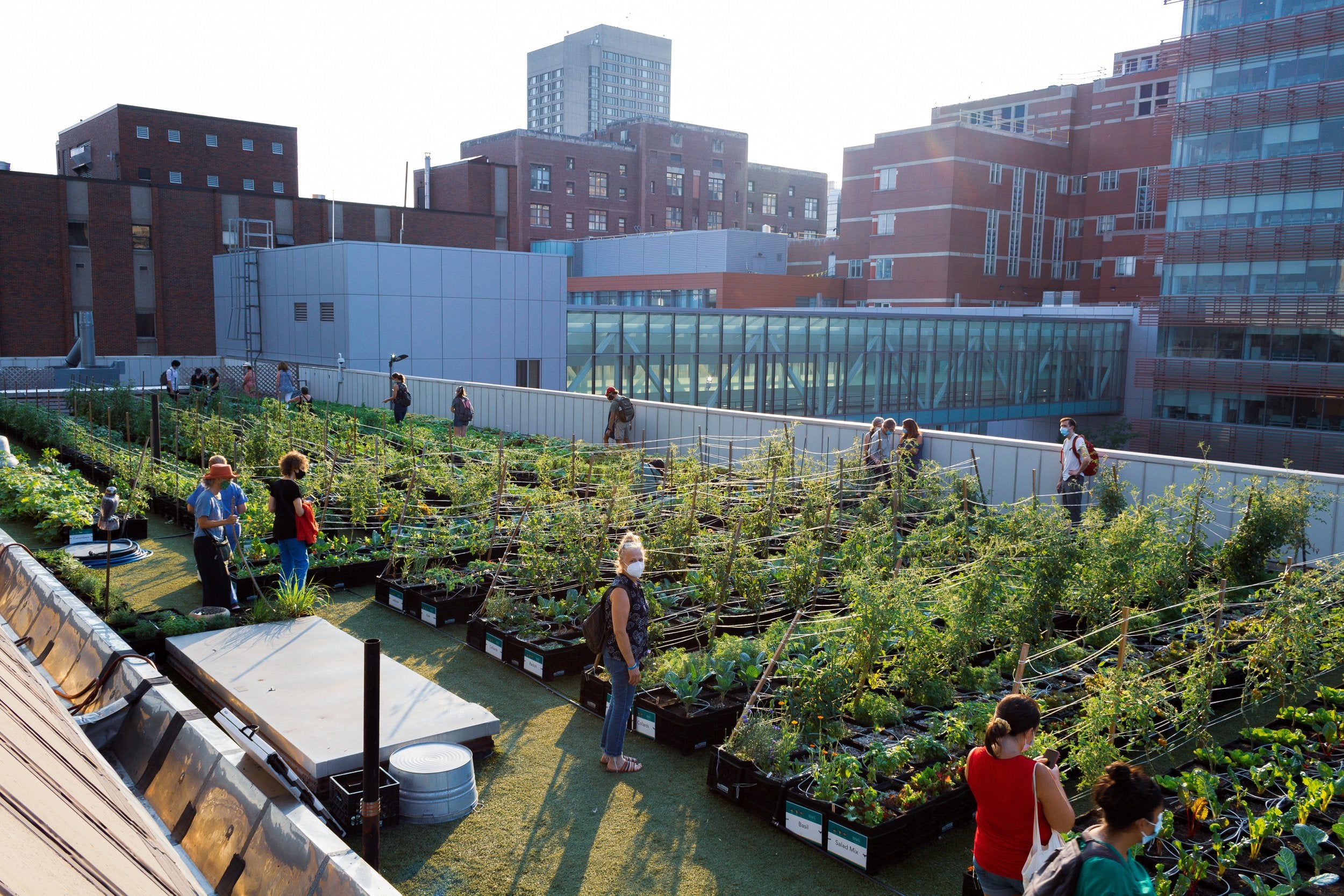Boston Medical Center Uses Fresh Greens as Part of Patient Care – Re-Nuble