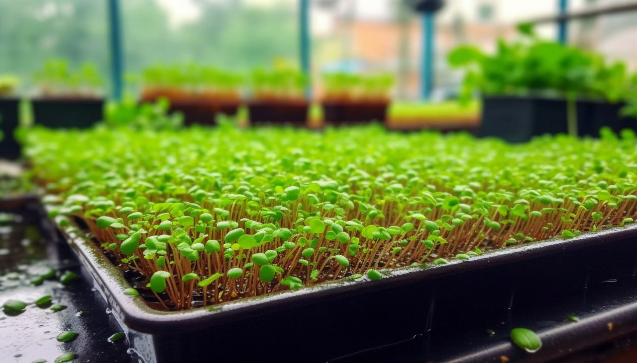 ReNu Terra™ Hydroponic Grow Mats – Re-Nuble